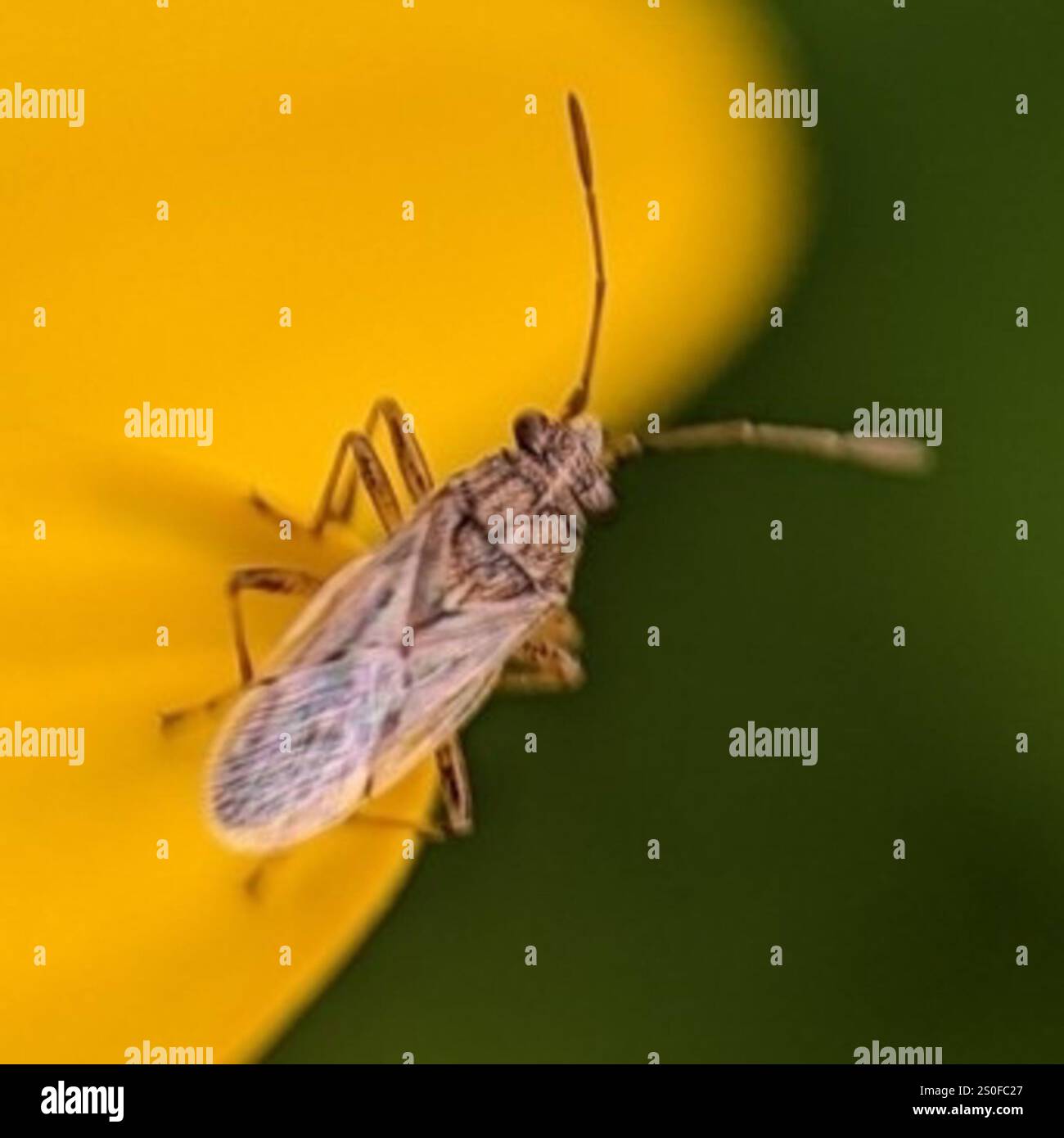 False chinch bugs (Nysius Stock Photo - Alamy