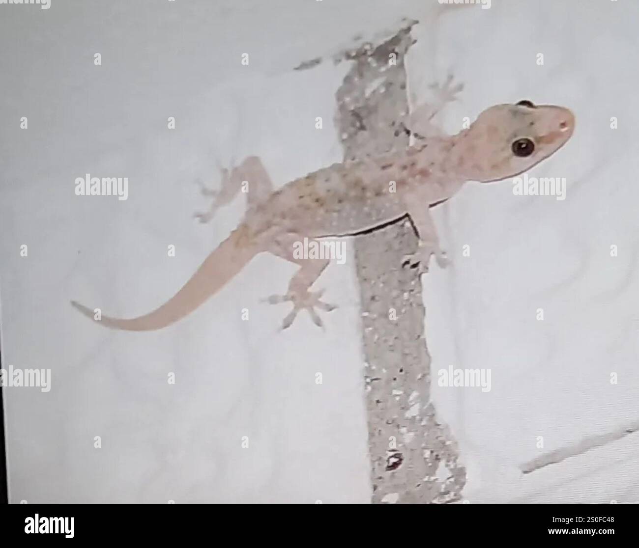 Mediterranean House Gecko (Hemidactylus turcicus Stock Photo - Alamy