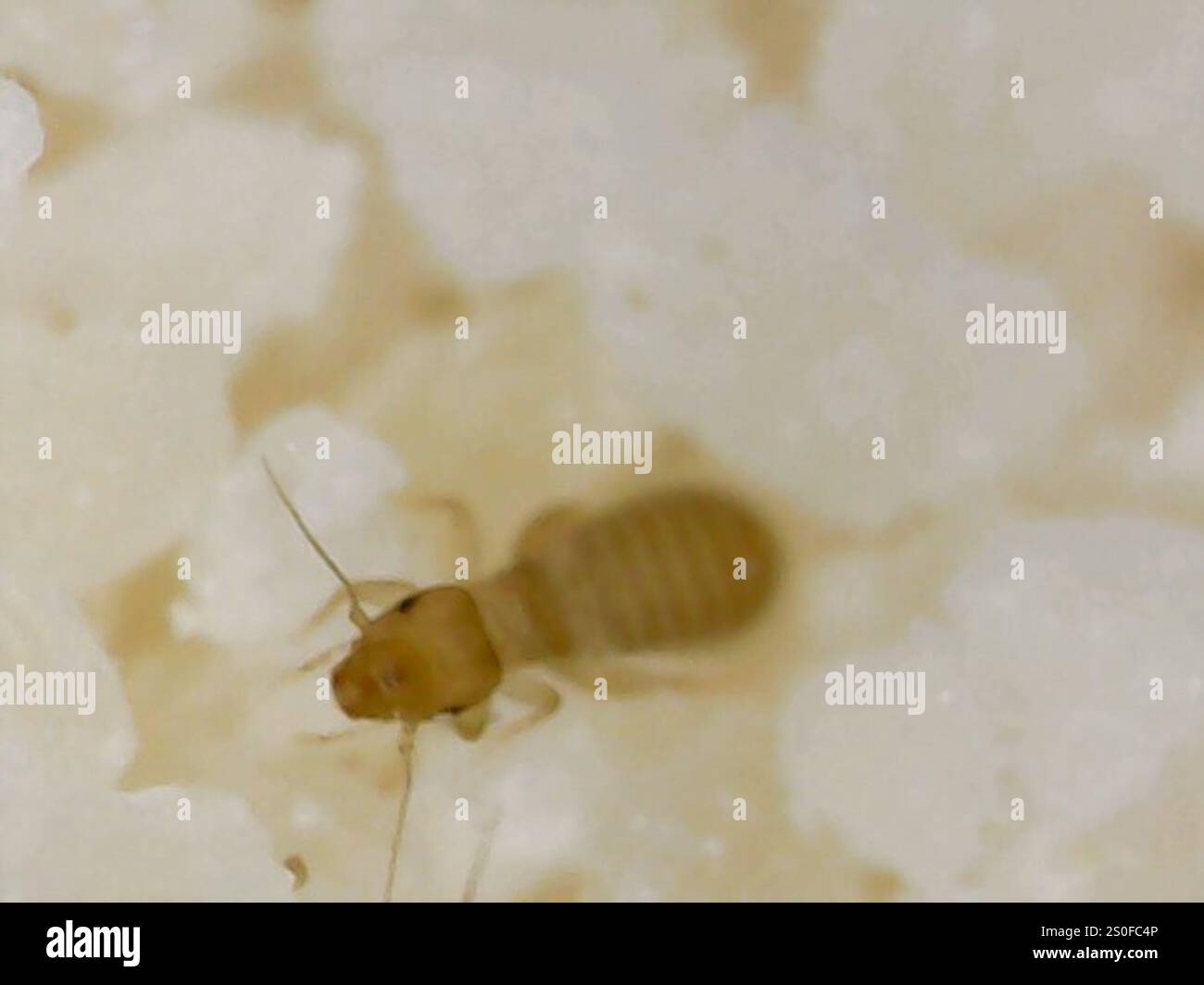 Domestic Booklice (Liposcelis Stock Photo - Alamy