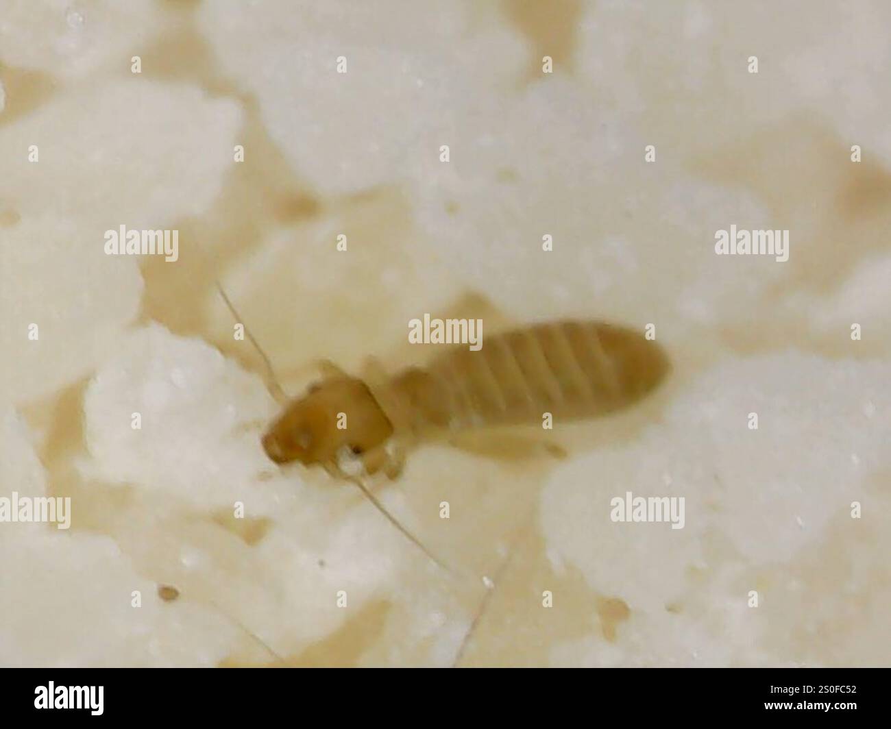 Domestic Booklice (Liposcelis Stock Photo - Alamy