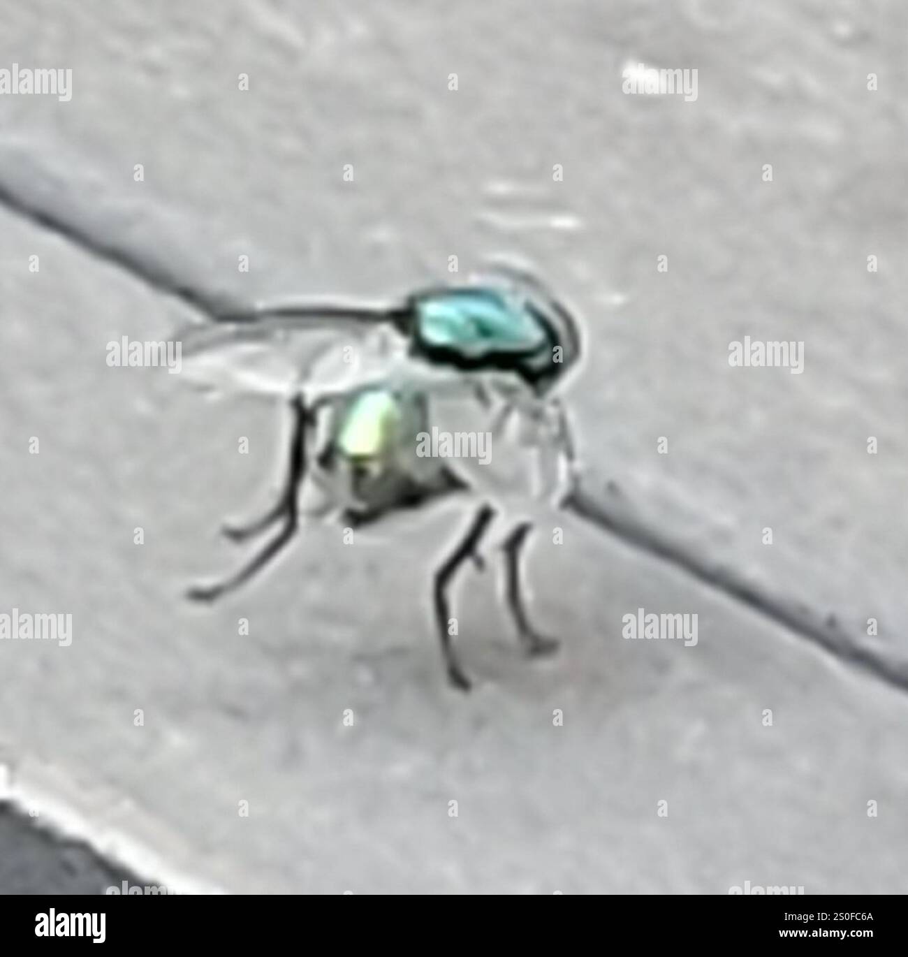 Shiny Blue Bottle Fly (Cynomya cadaverina Stock Photo - Alamy