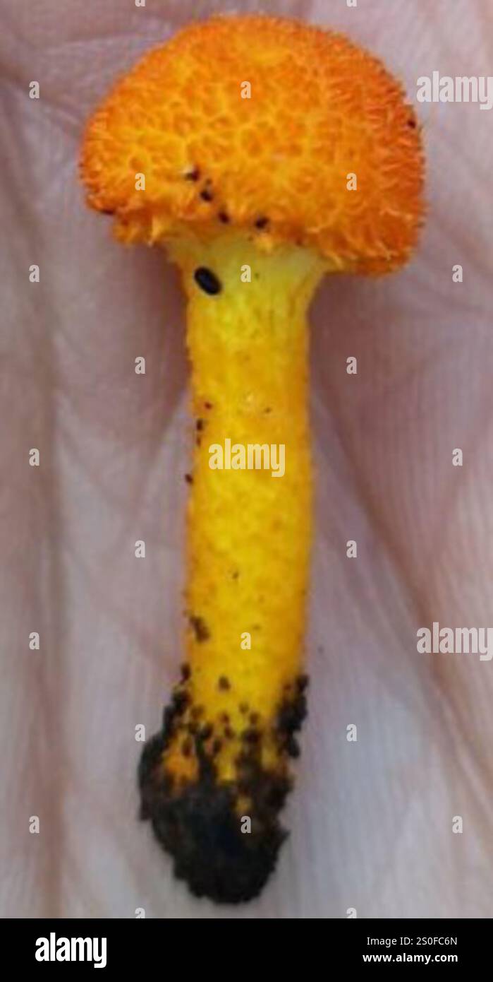 Golden-scruffy Collybia (Cyptotrama asprata Stock Photo - Alamy