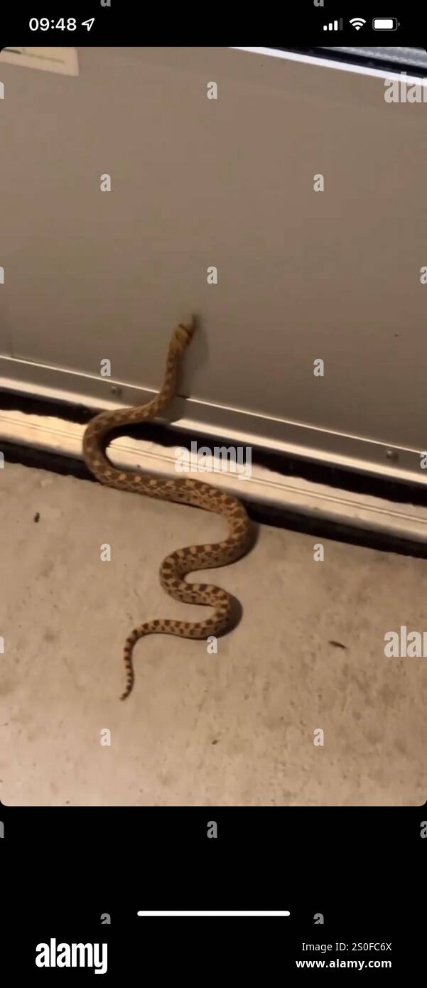 Sonoran Gopher Snake (Pituophis catenifer affinis Stock Photo - Alamy