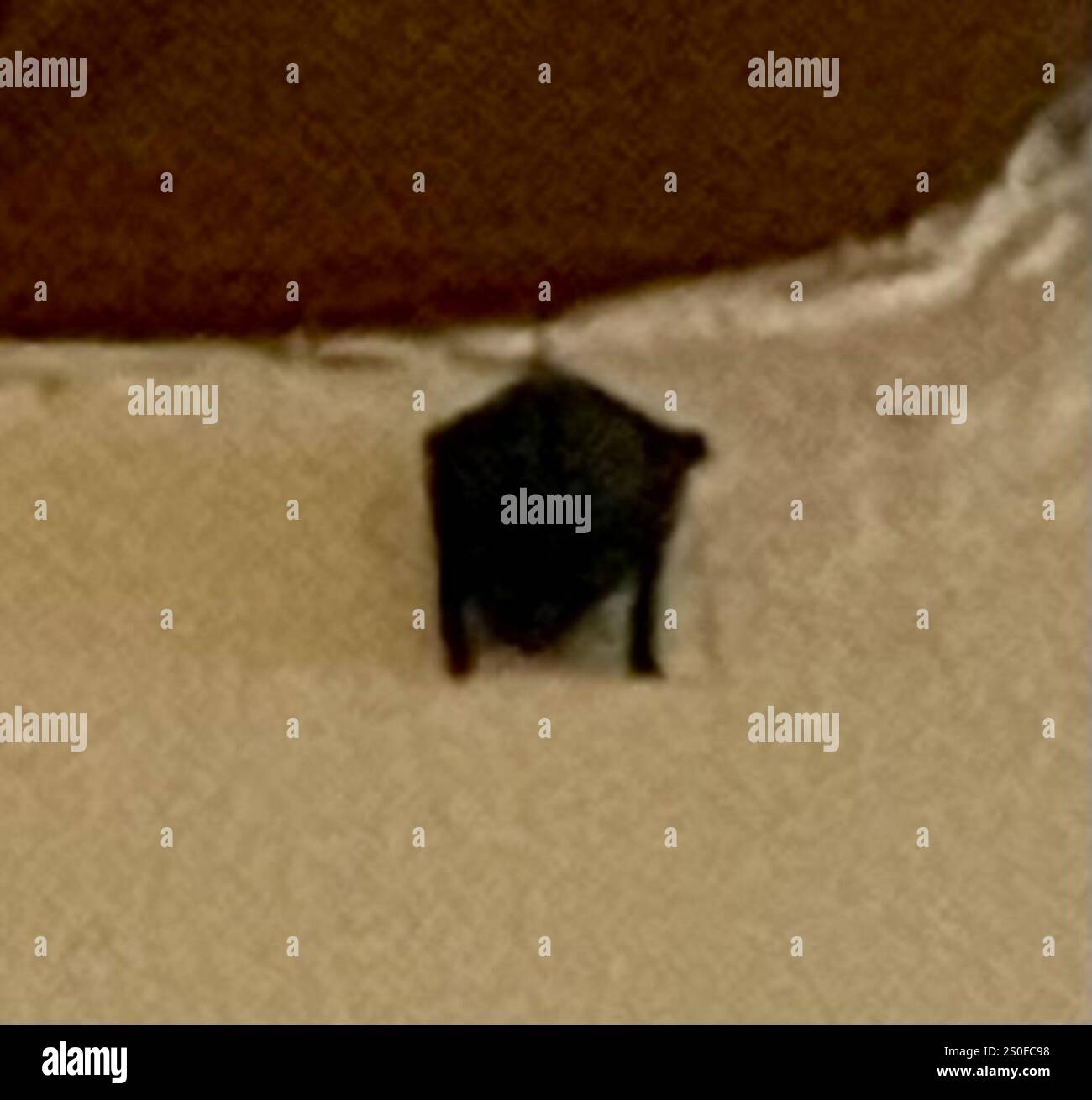 Free-tailed Bats (Molossidae Stock Photo - Alamy