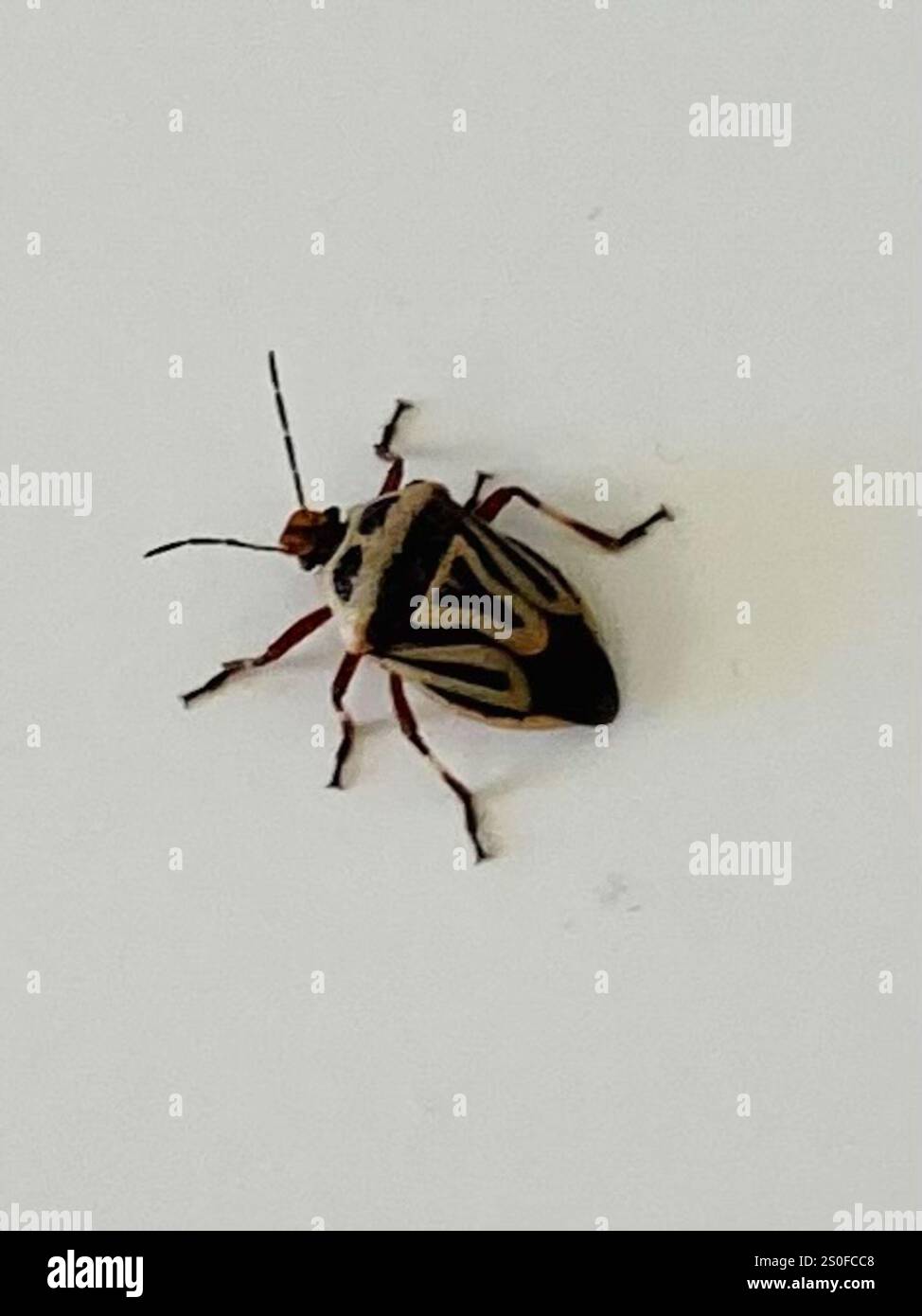 Two-spotted Stink Bug (Perillus bioculatus Stock Photo - Alamy
