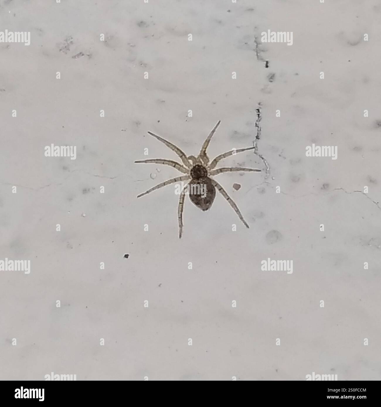 Wall Spiders (Oecobius Stock Photo - Alamy