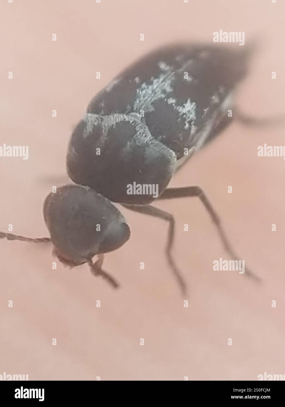 Tumbling Ragdoll (Mordella marginata Stock Photo - Alamy