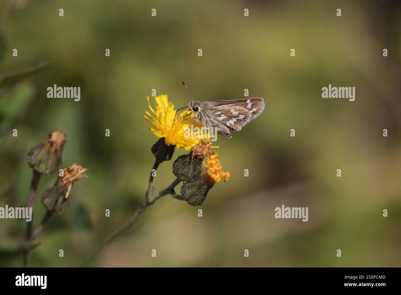 Western Branded Skipper (Hesperia colorado Stock Photo - Alamy