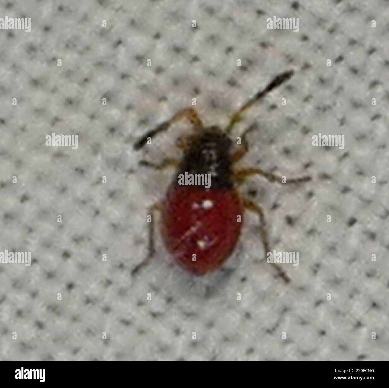 True Bugs (Heteroptera Stock Photo - Alamy