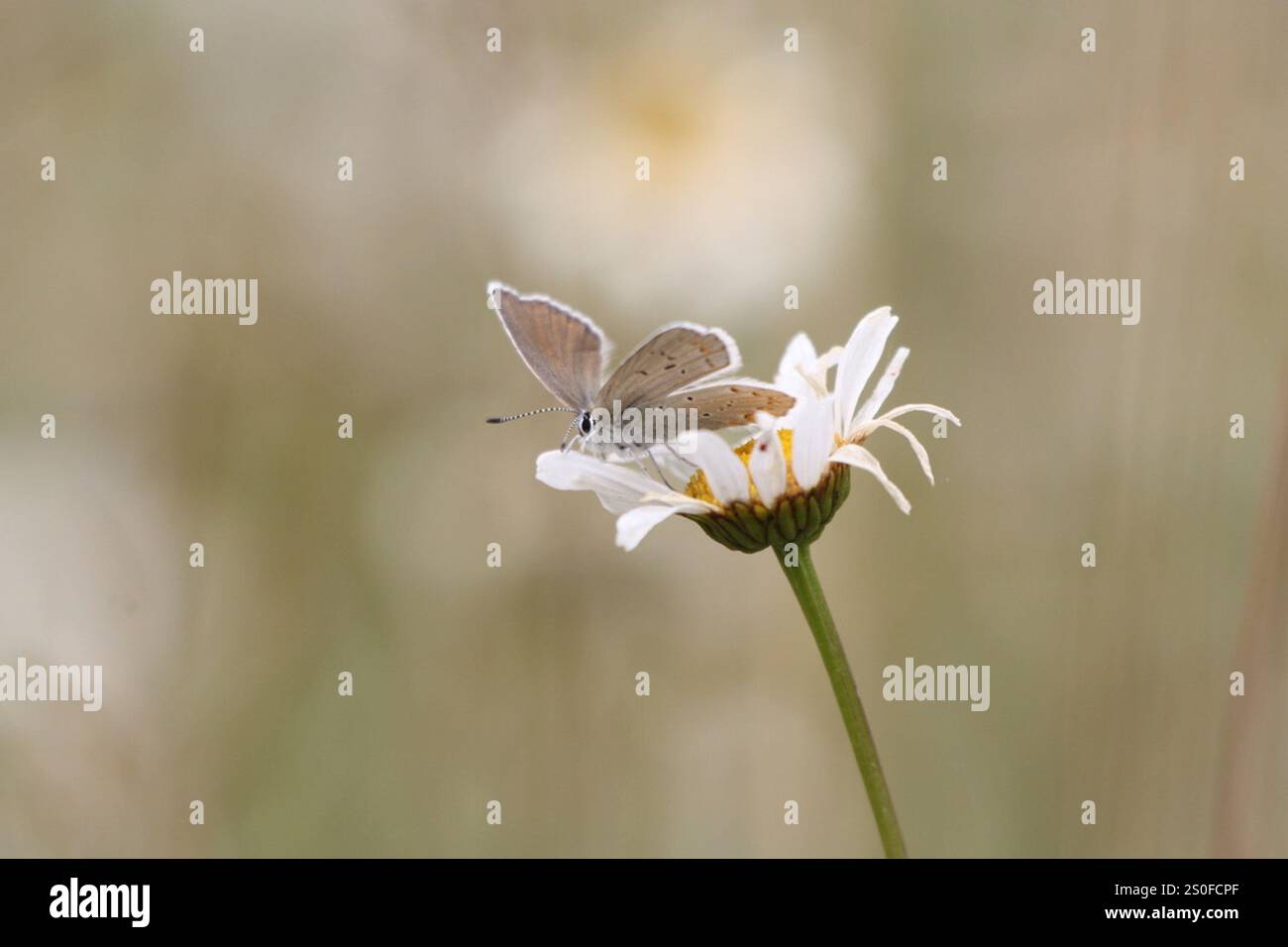 Anna's Blue (Plebejus anna Stock Photo - Alamy