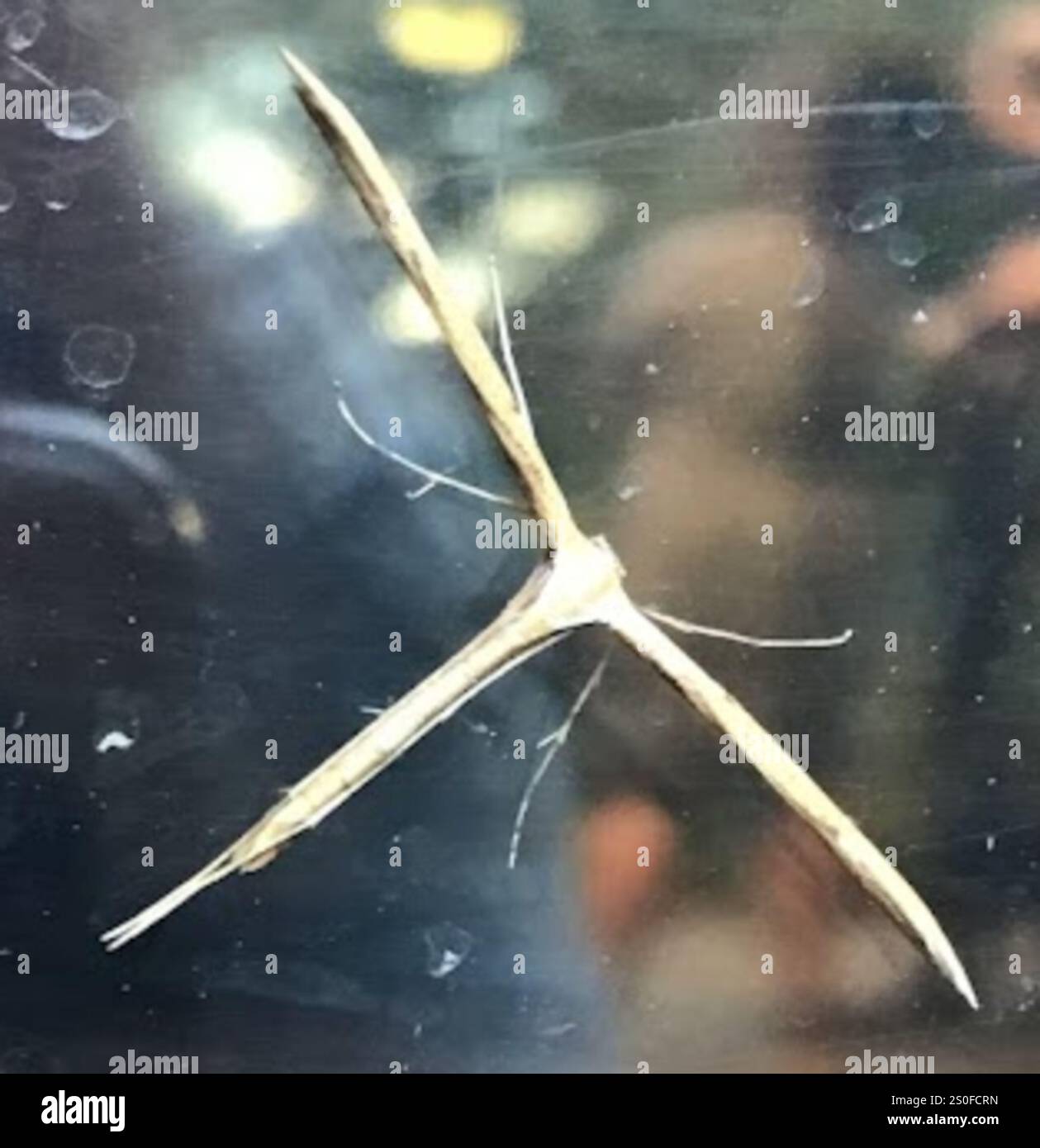 Morning-glory Plume Moth (Emmelina monodactyla Stock Photo - Alamy