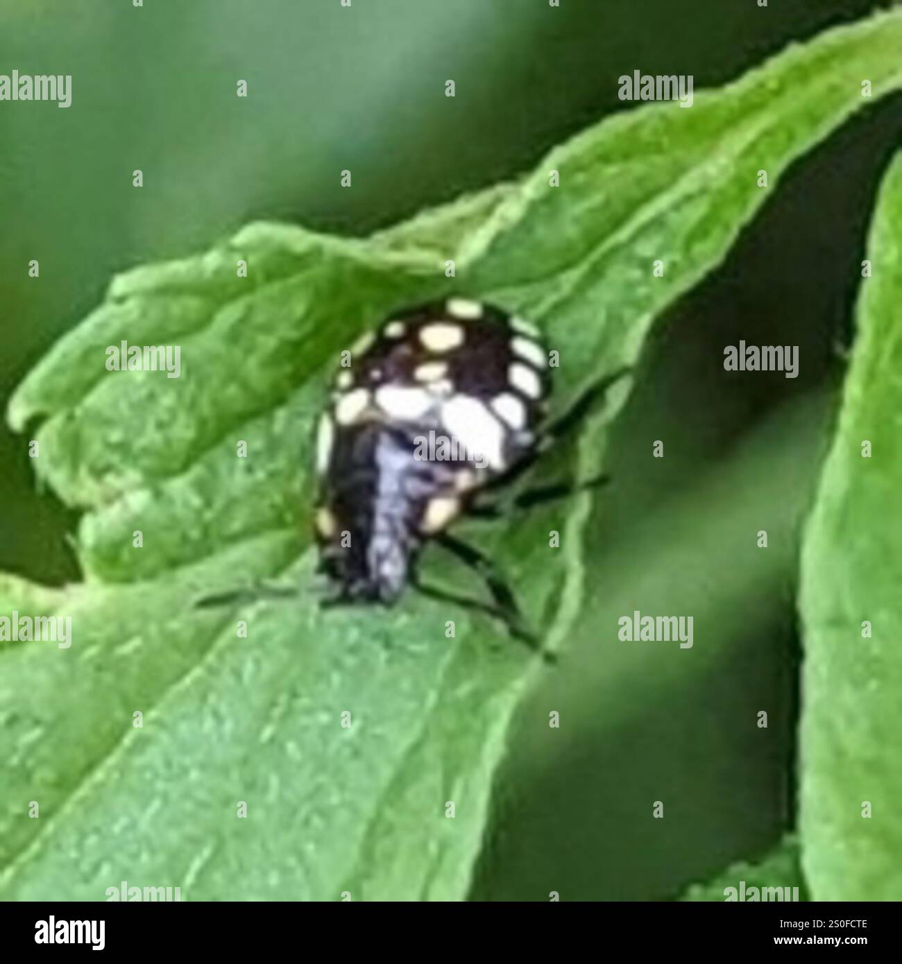 Southern Green Stink Bug (Nezara viridula Stock Photo - Alamy