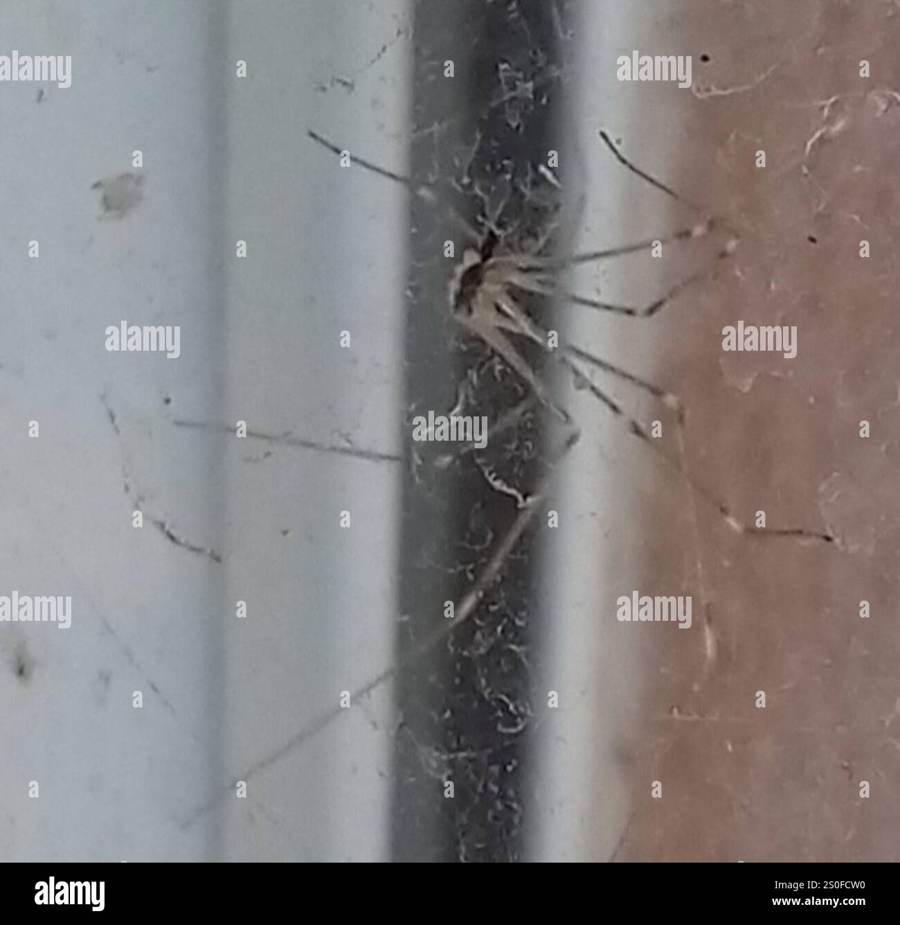 Cellar Spiders (Pholcidae Stock Photo - Alamy