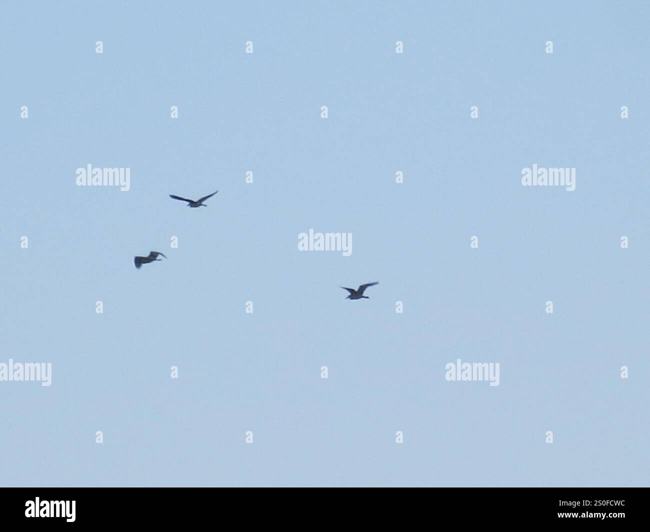Herons, Egrets, and Bitterns (Ardeidae Stock Photo - Alamy