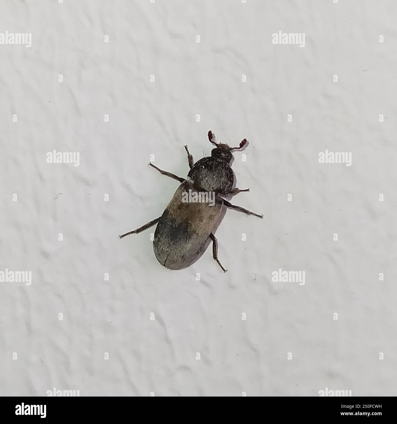 Larder Beetle (Dermestes lardarius Stock Photo - Alamy