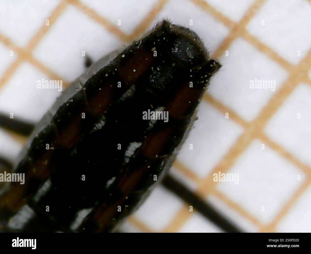 Water Crickets (Velia Stock Photo - Alamy