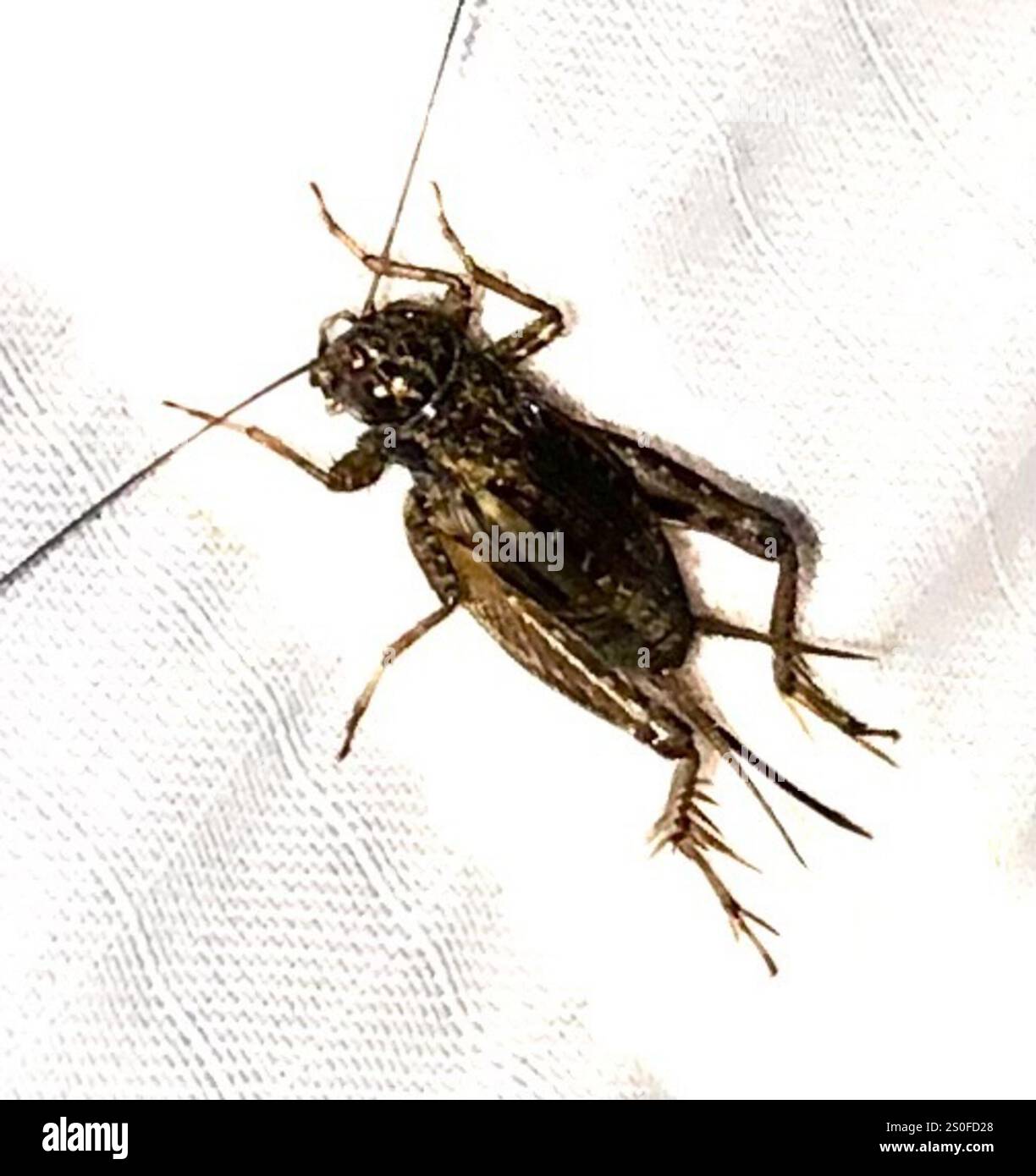 Striped Ground Cricket (Allonemobius fasciatus Stock Photo - Alamy