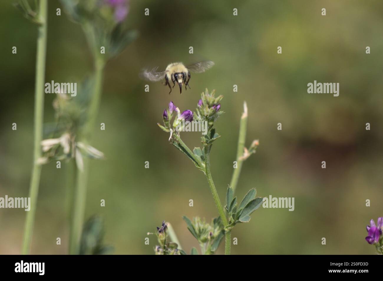 Great Basin Bumble Bee (Bombus centralis Stock Photo - Alamy
