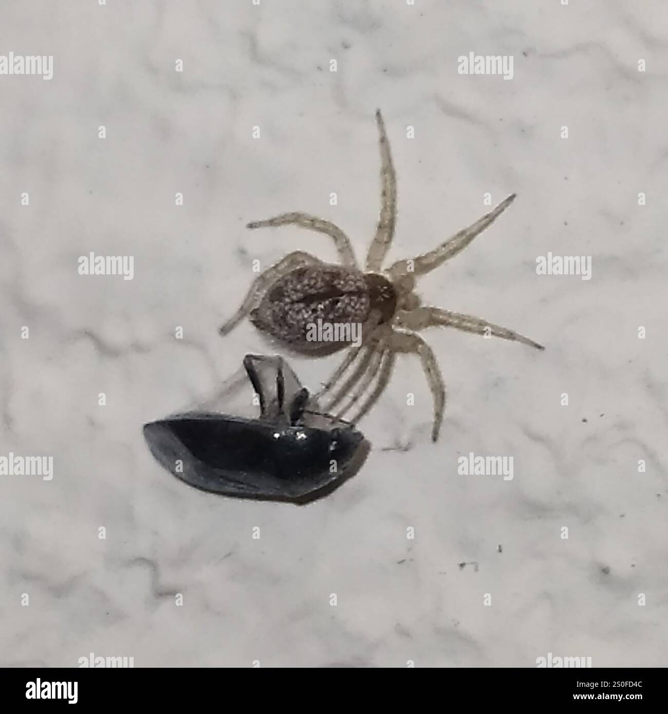 Wall Spiders (Oecobius Stock Photo - Alamy