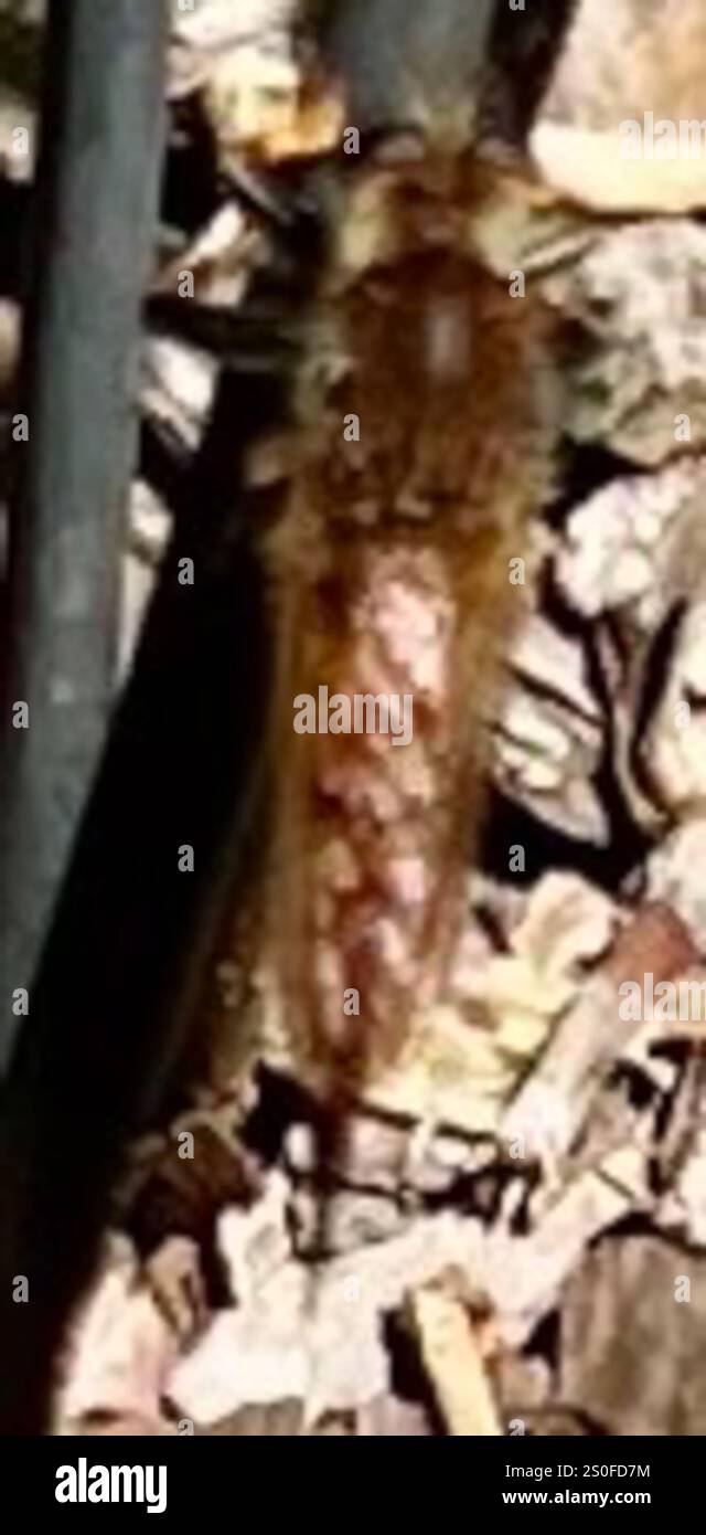 Red-footed Cannibal Fly (Promachus rufipes Stock Photo - Alamy