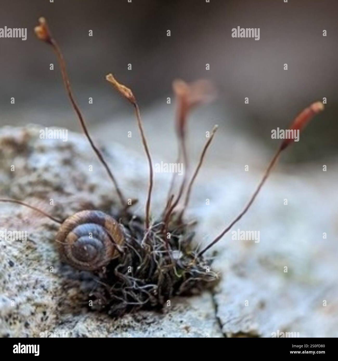 rock snail (Pyramidula pusilla Stock Photo - Alamy