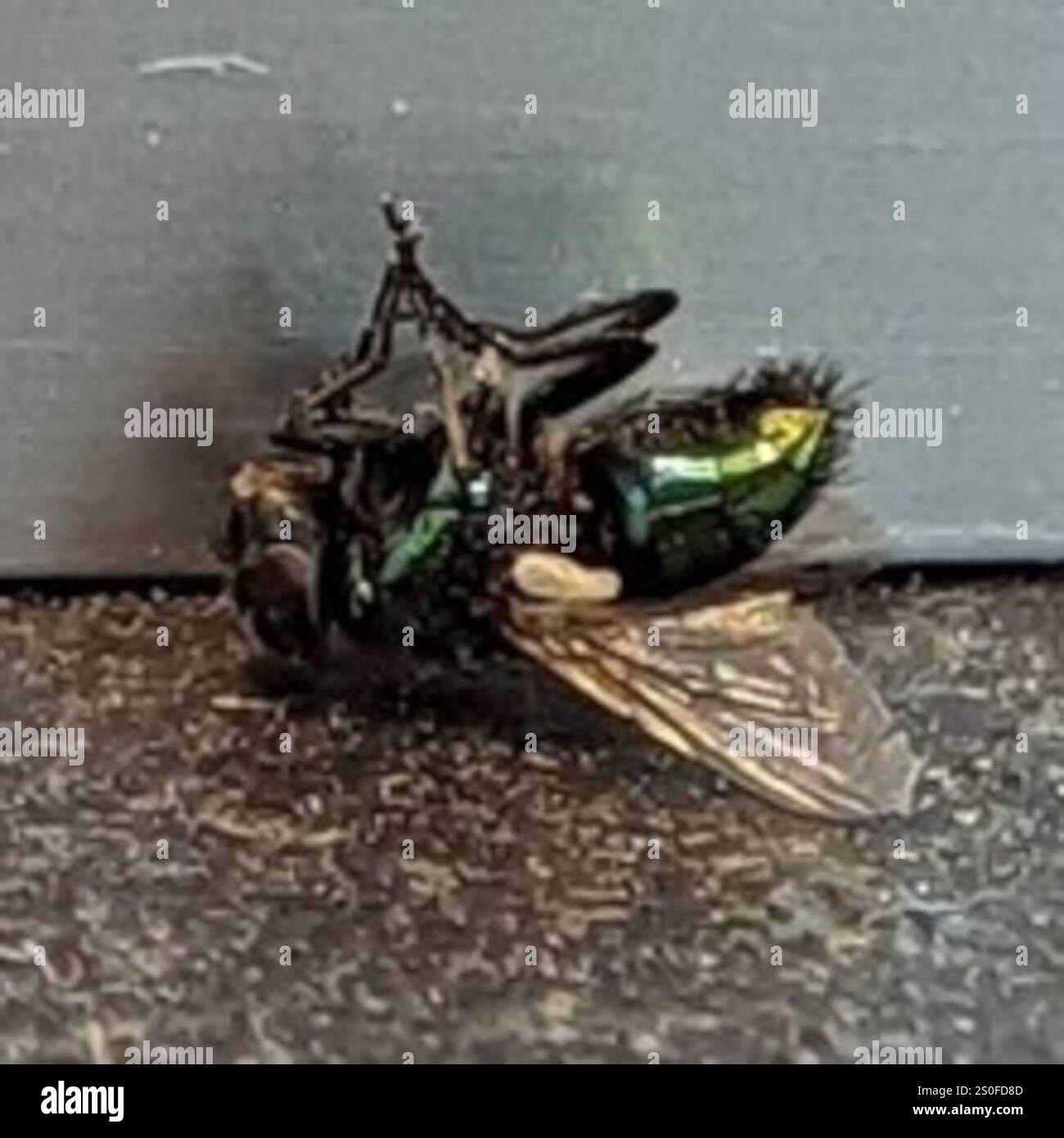 Cyclorrhaphan Flies (Cyclorrhapha Stock Photo - Alamy