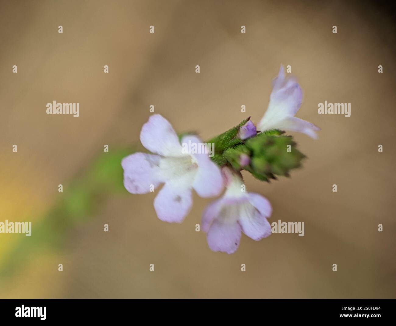 Common vervain (Verbena officinalis Stock Photo - Alamy