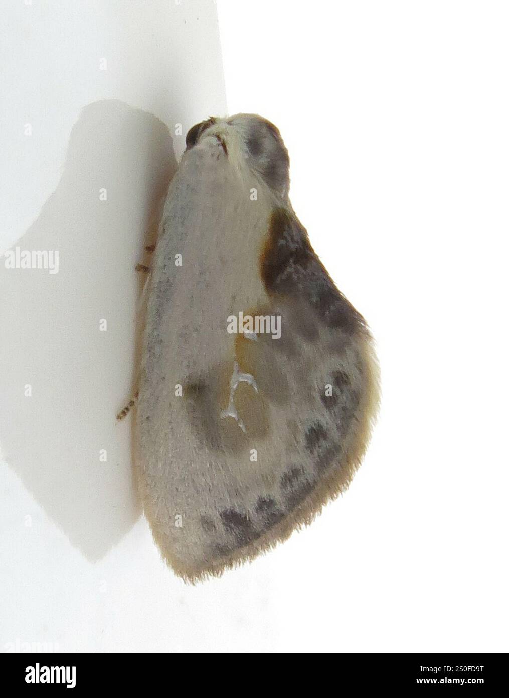Chinese Character (Cilix glaucata Stock Photo - Alamy