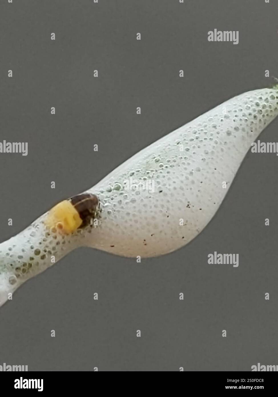 Spittlebugs and Froghoppers (Cercopoidea Stock Photo - Alamy
