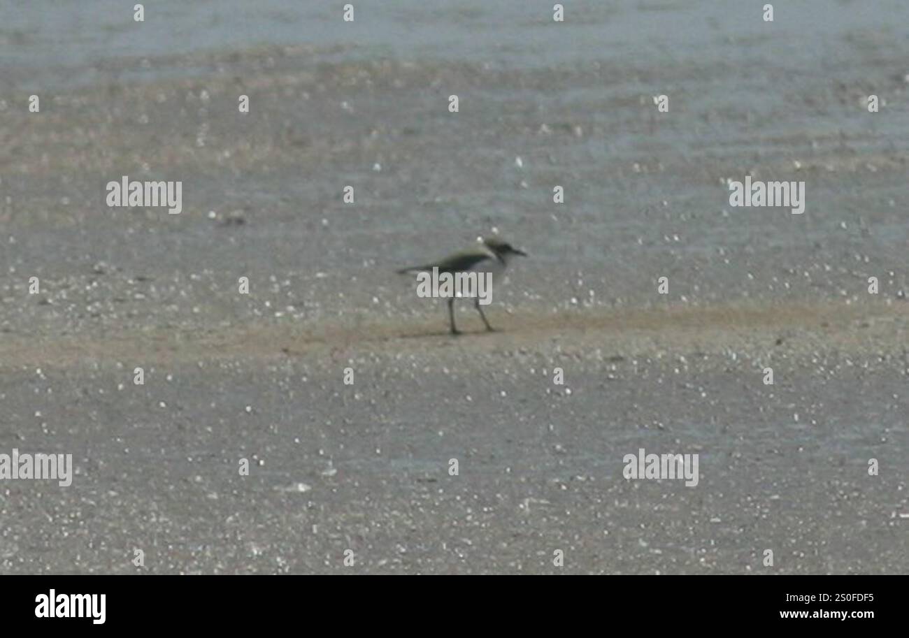 Kentish Plover (Anarhynchus alexandrinus Stock Photo - Alamy