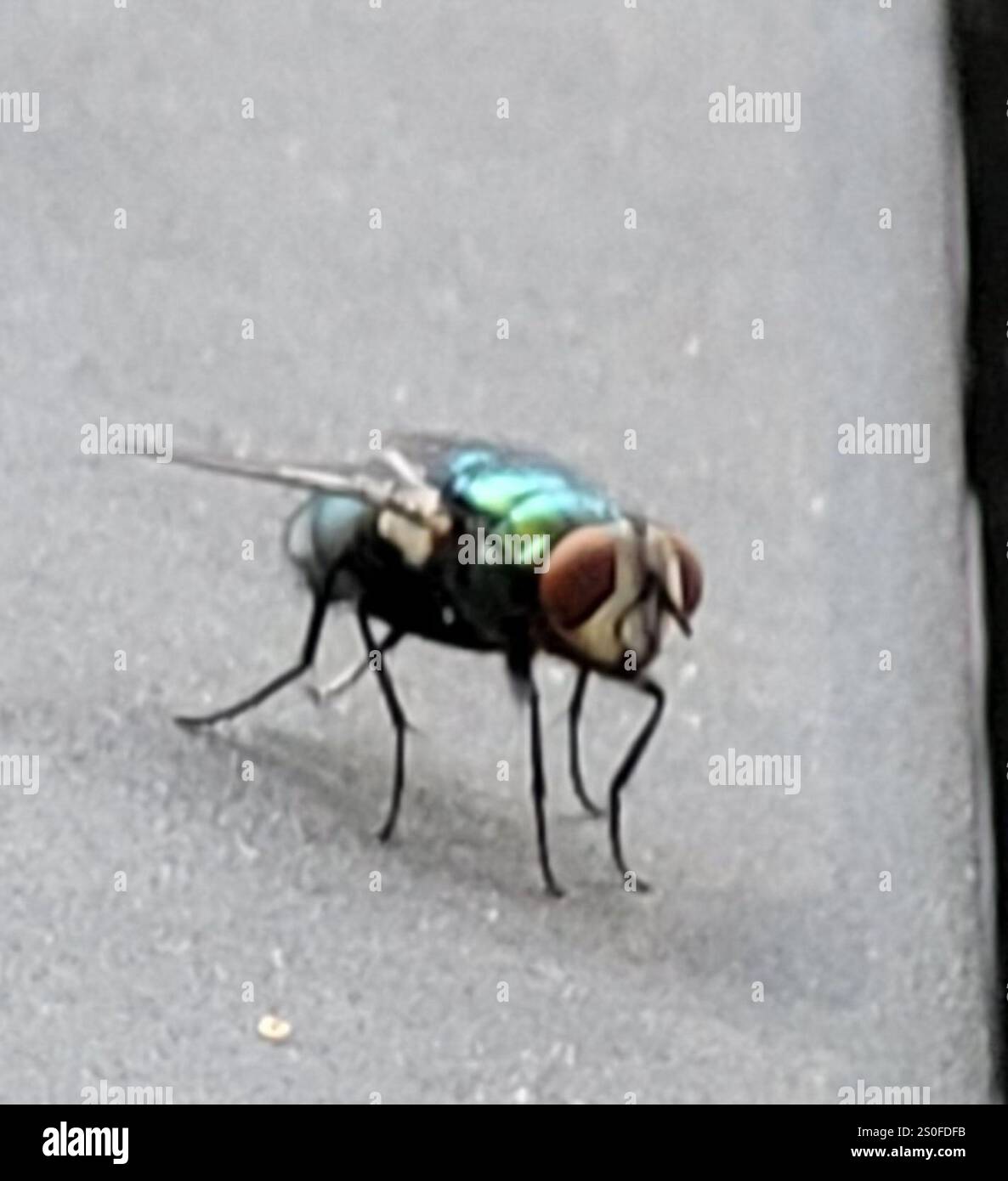 Shiny Blue Bottle Fly (Cynomya cadaverina Stock Photo - Alamy