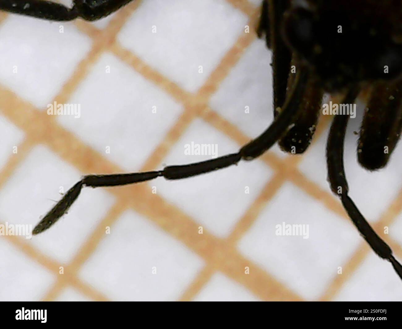 Water Crickets (Velia Stock Photo - Alamy