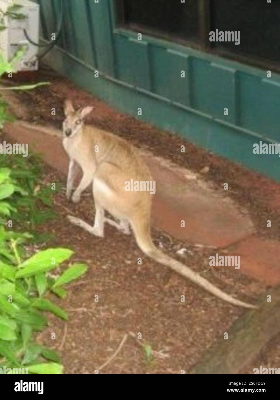 Agile Wallaby (Notamacropus agilis Stock Photo - Alamy
