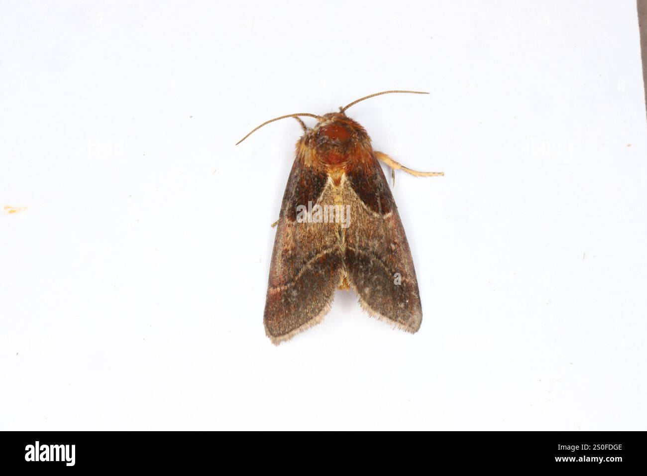 Arcigera Flower Moth (Schinia arcigera Stock Photo - Alamy