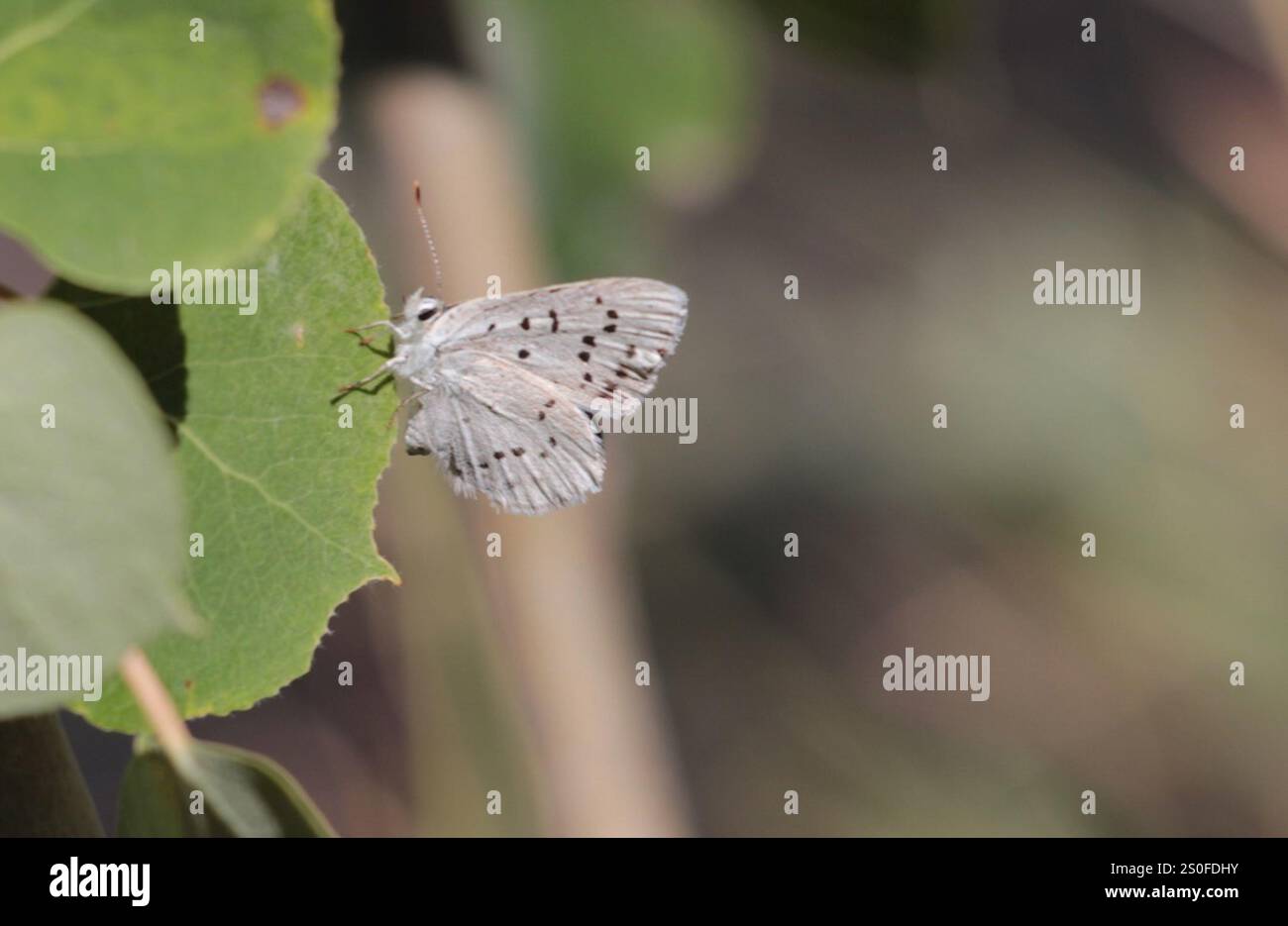 Blue Copper (Tharsalea heteronea Stock Photo - Alamy