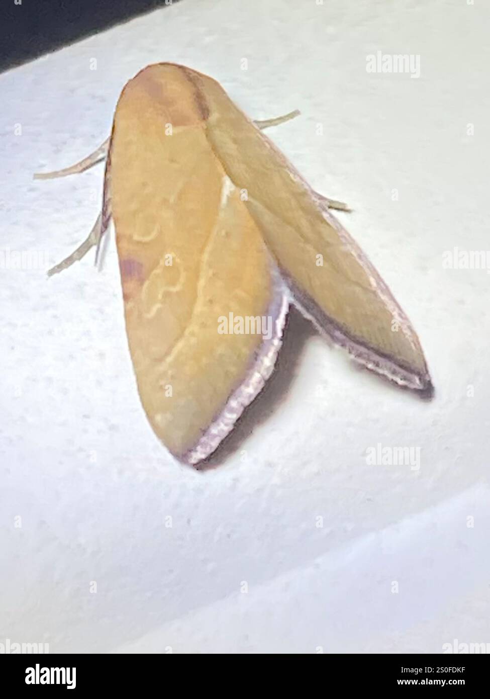 Wedgling Moth (Galgula partita Stock Photo - Alamy