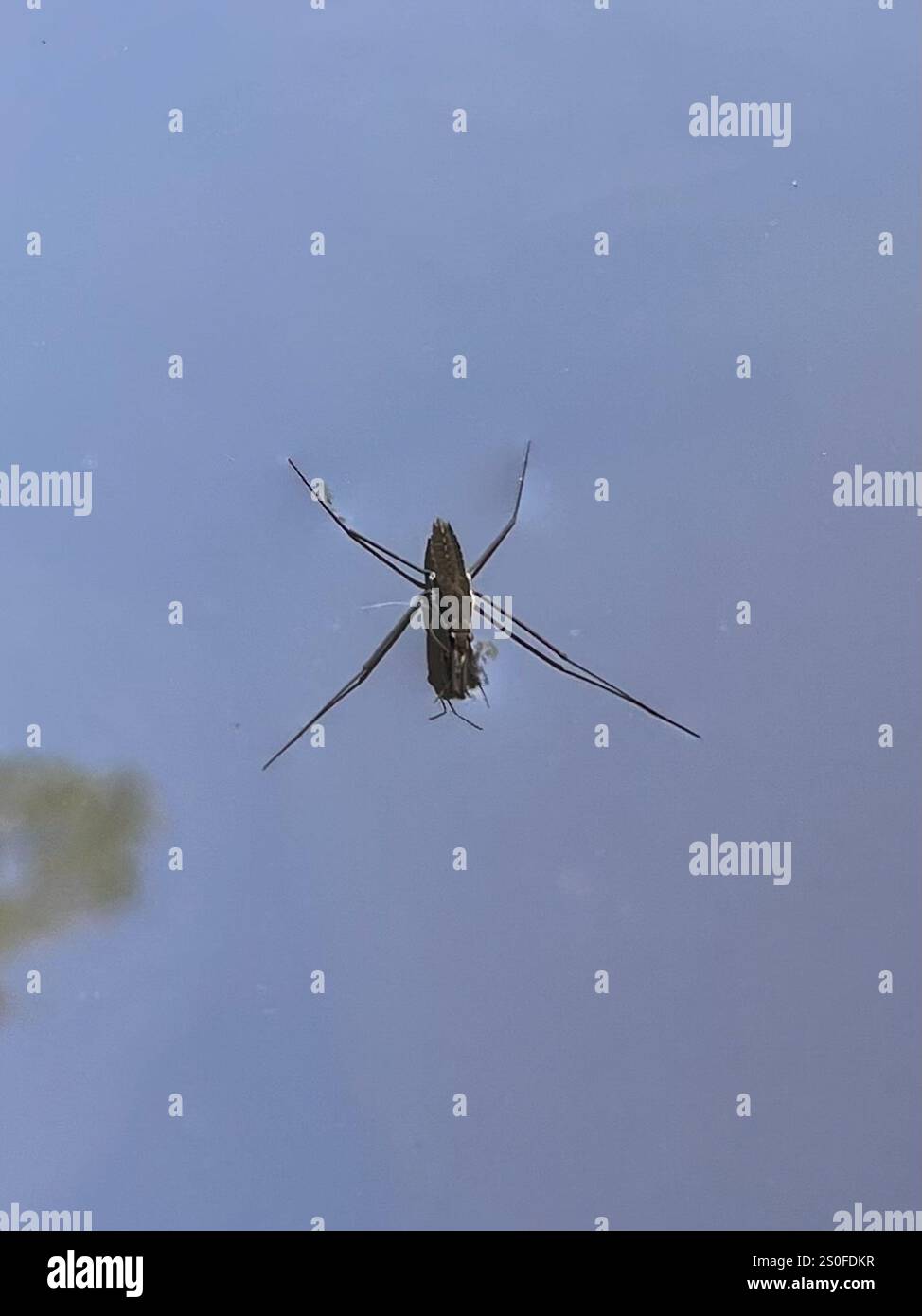 North American Common Water Strider (Aquarius remigis Stock Photo - Alamy