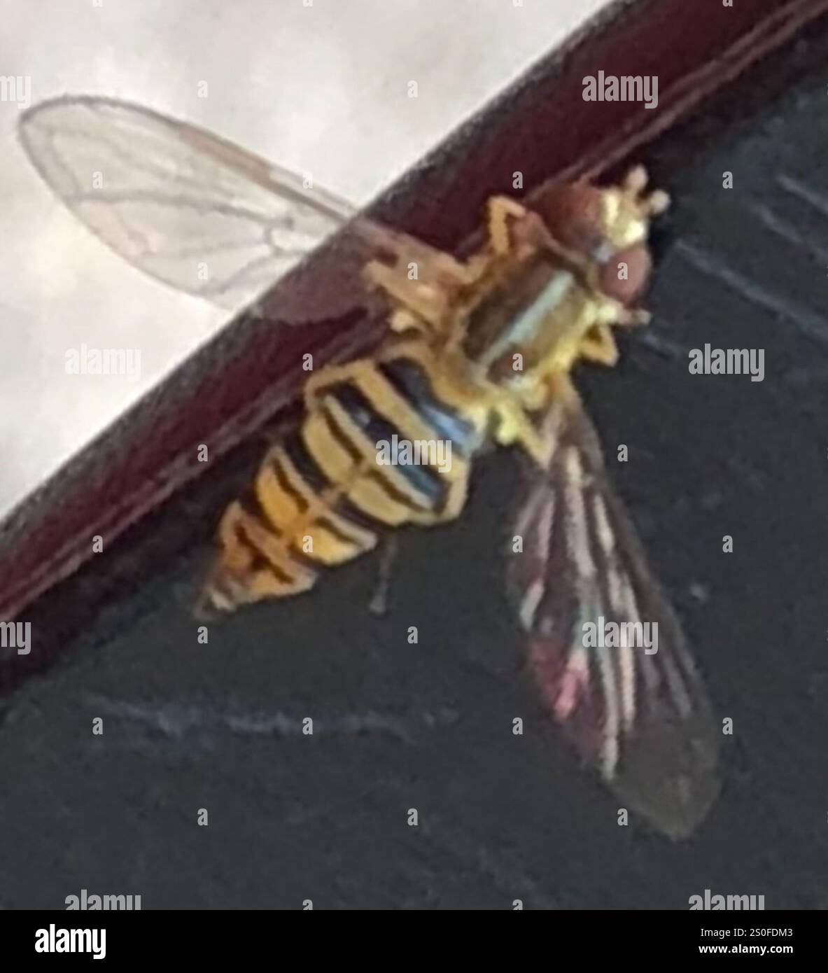 Maize Calligrapher (Toxomerus politus Stock Photo - Alamy