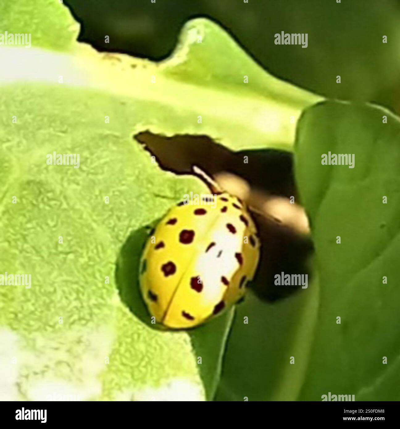 22-spot Ladybird (Psyllobora vigintiduopunctata Stock Photo - Alamy