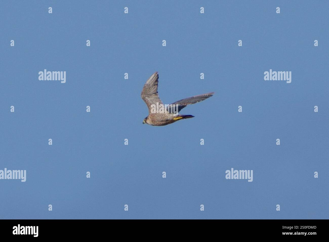 Barbary Falcon (Falco peregrinus pelegrinoides Stock Photo - Alamy