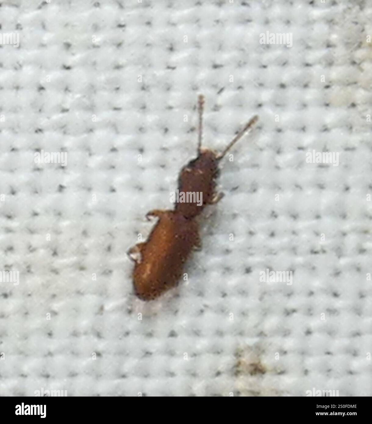 Silvanid flat bark beetles hi-res stock photography and images - Alamy