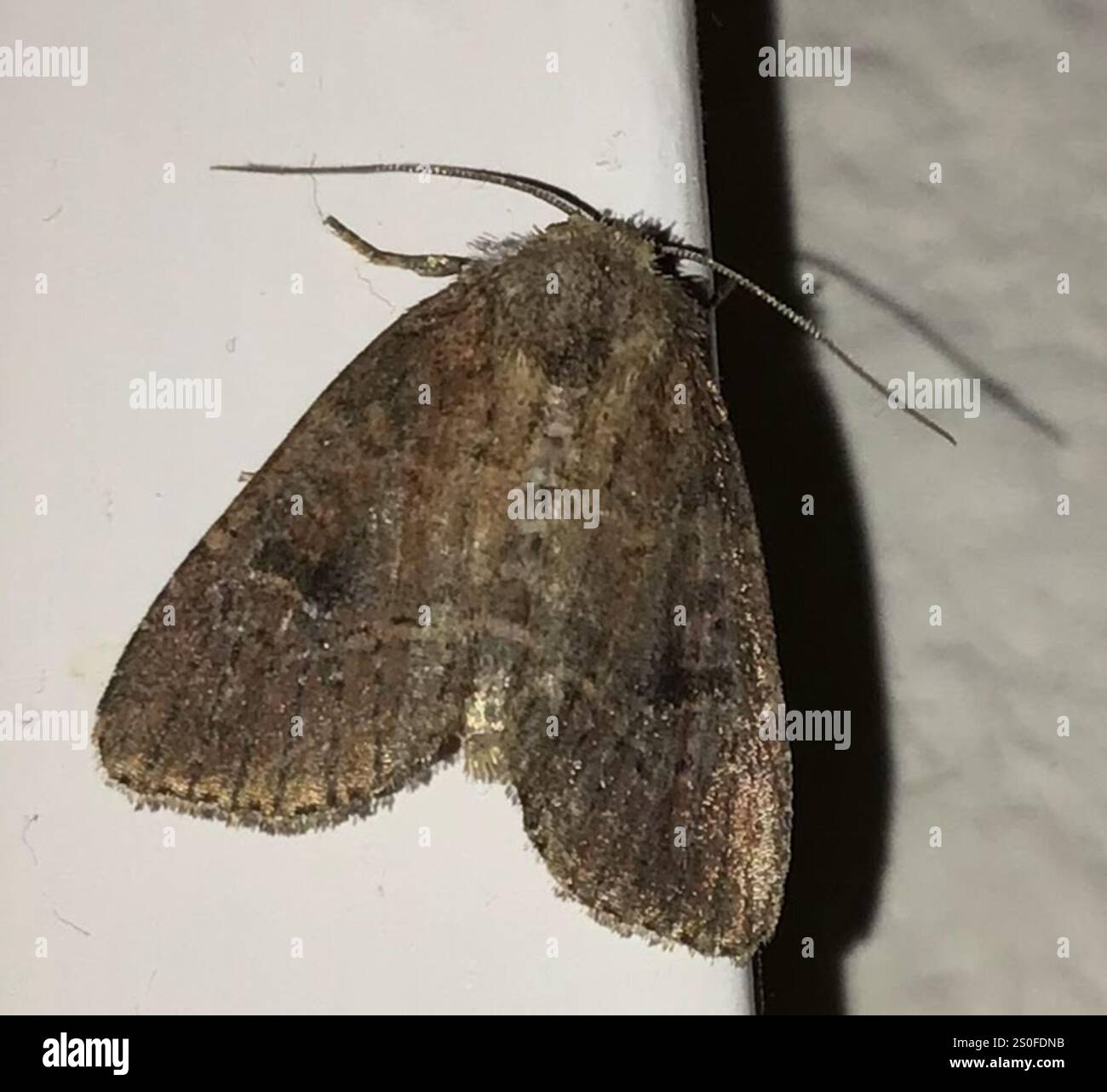 Northern Scurfy Quaker (Homorthodes furfurata Stock Photo - Alamy