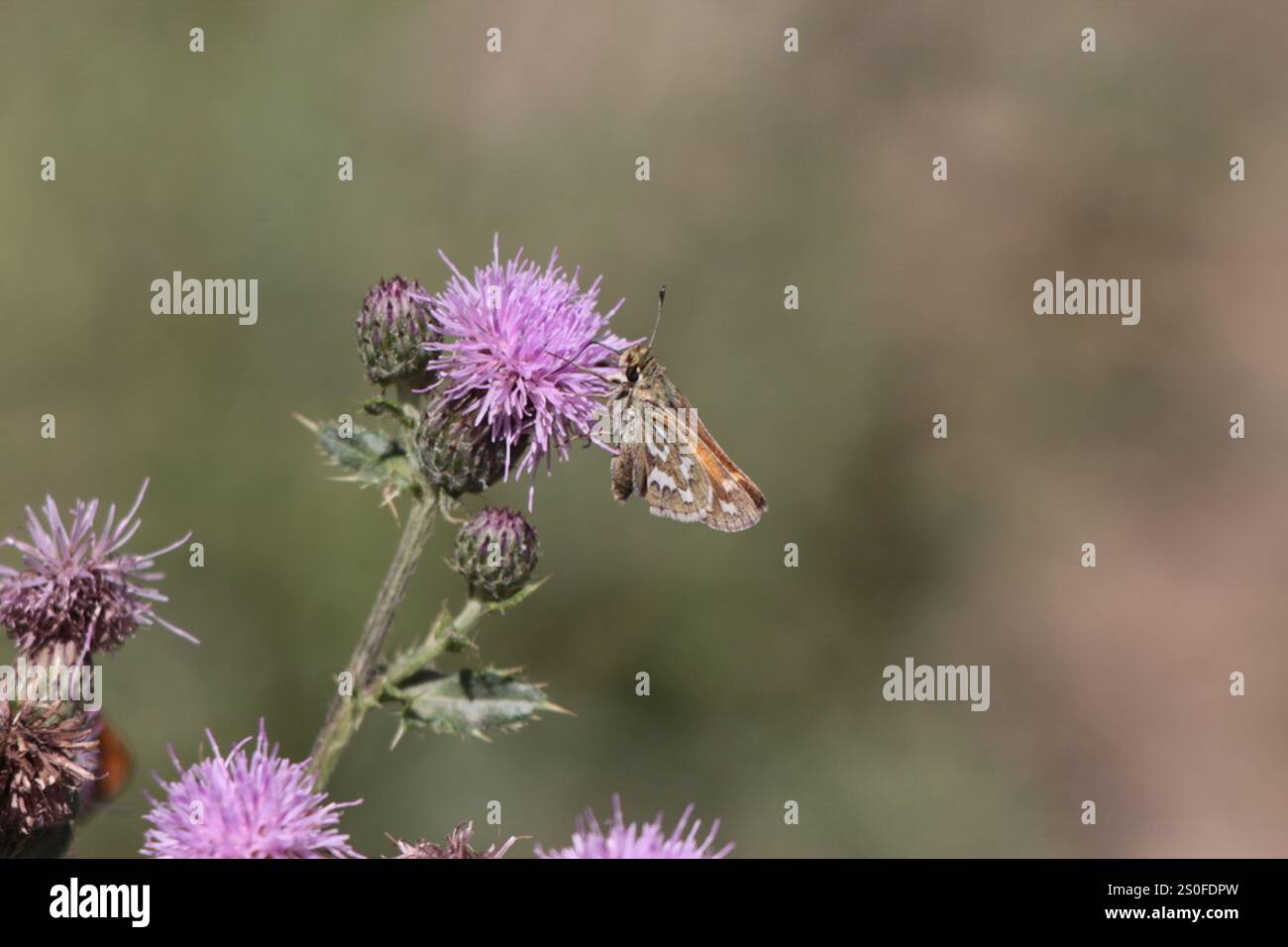 Common Branded Skipper (Hesperia comma Stock Photo - Alamy