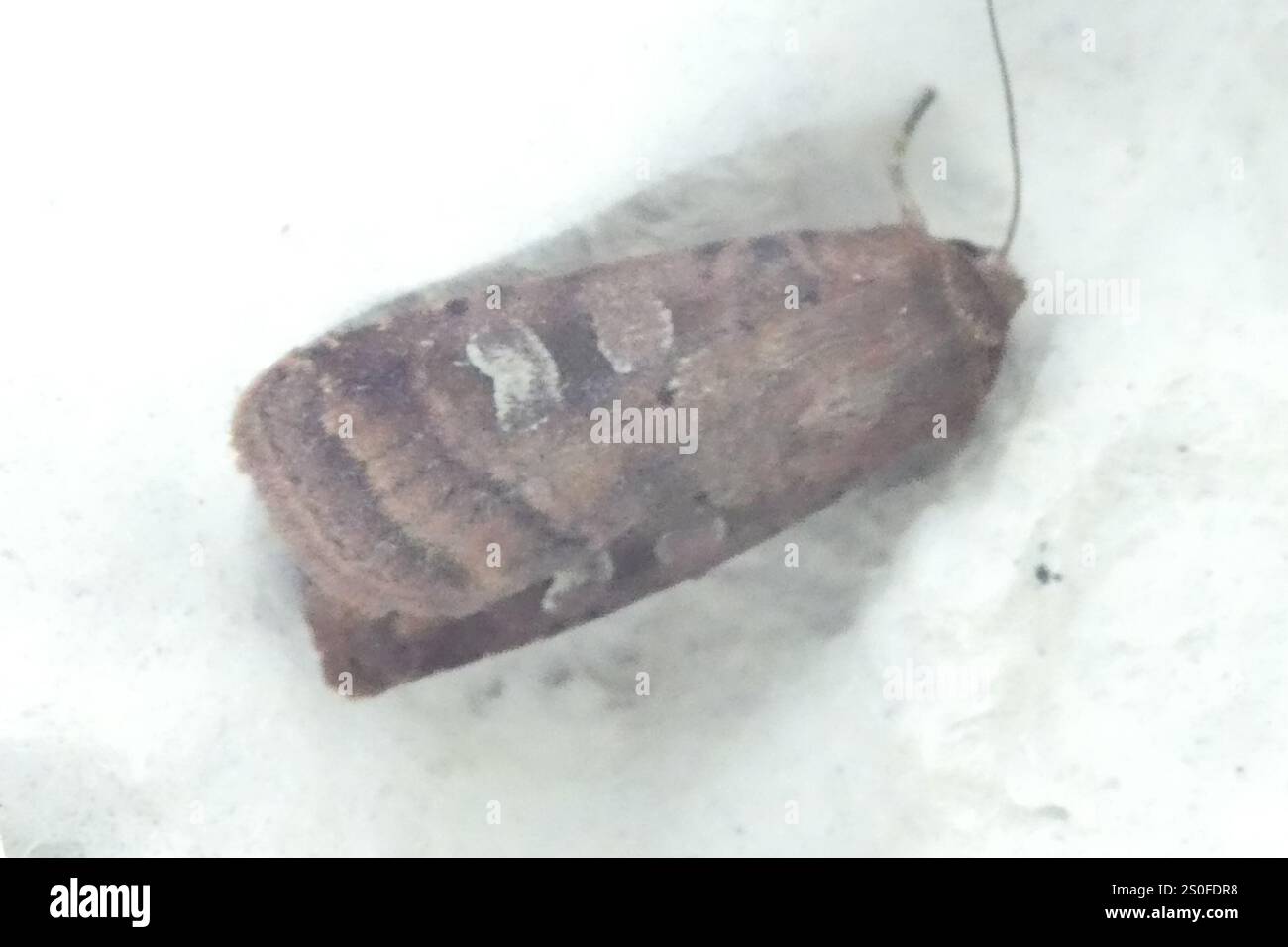 Small Square-spot (Diarsia rubi Stock Photo - Alamy