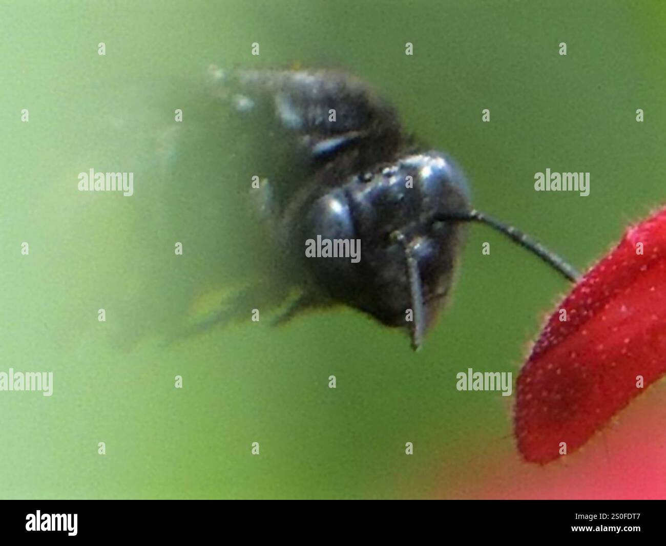 Two-spotted Longhorn Bee (Melissodes bimaculatus Stock Photo - Alamy