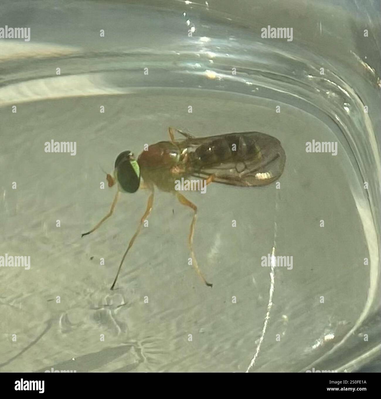 Compost Fly (Ptecticus trivittatus Stock Photo - Alamy