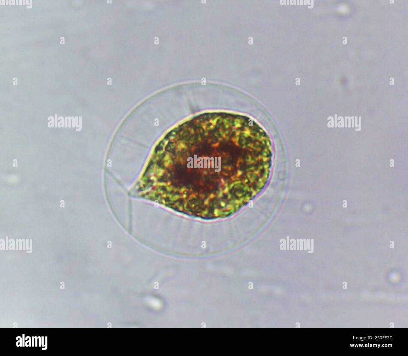 Haematococcus hi-res stock photography and images - Alamy