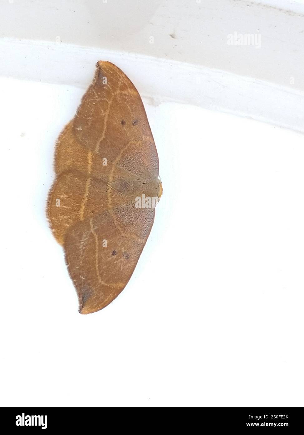 Oak Hook-tip (Watsonalla binaria Stock Photo - Alamy