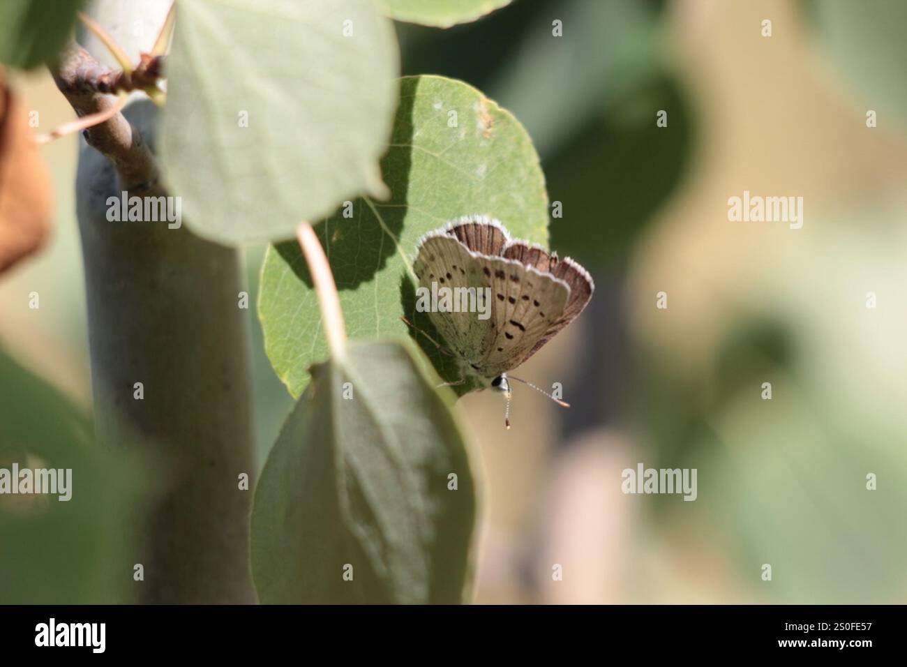 Blue Copper (Tharsalea heteronea Stock Photo - Alamy