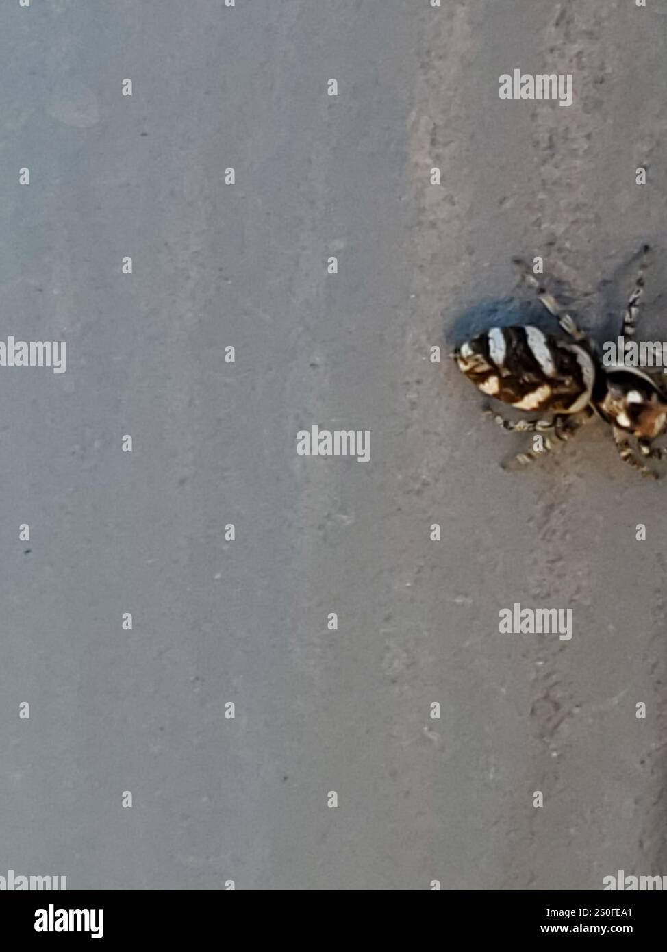 Zebra Jumping Spider (Salticus scenicus Stock Photo - Alamy